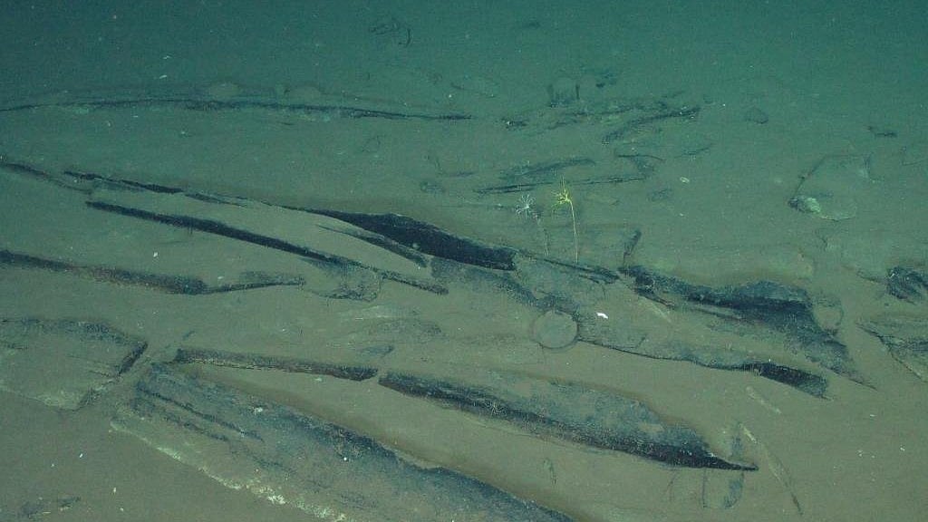 World’s Largest Whale Graveyard Found in Indian Ocean: New Species ...
