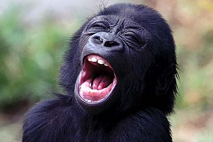 The Sound of Laughter