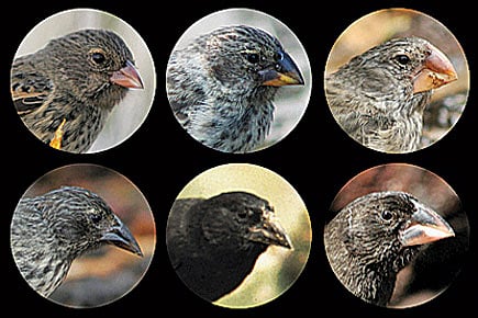 Darwins Finches 2+ Hundred Darwin's Finches Royalty Free Images, Stock