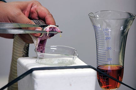 Physics of Snake Venom