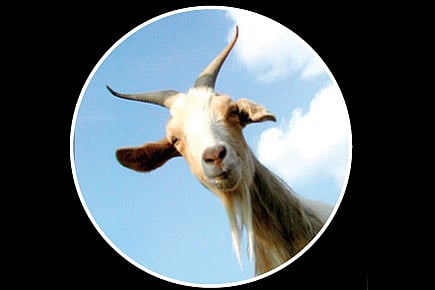 The Miss Goat Pageant