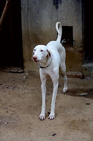 Every dog has its day