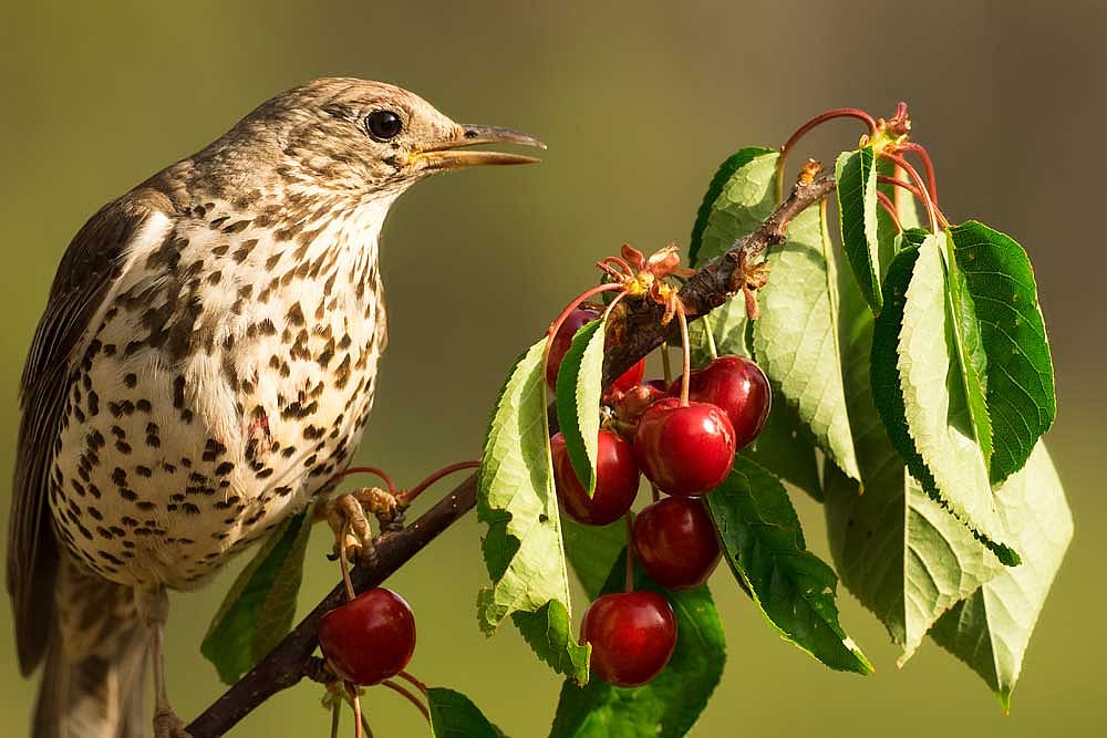 Bird Songs
